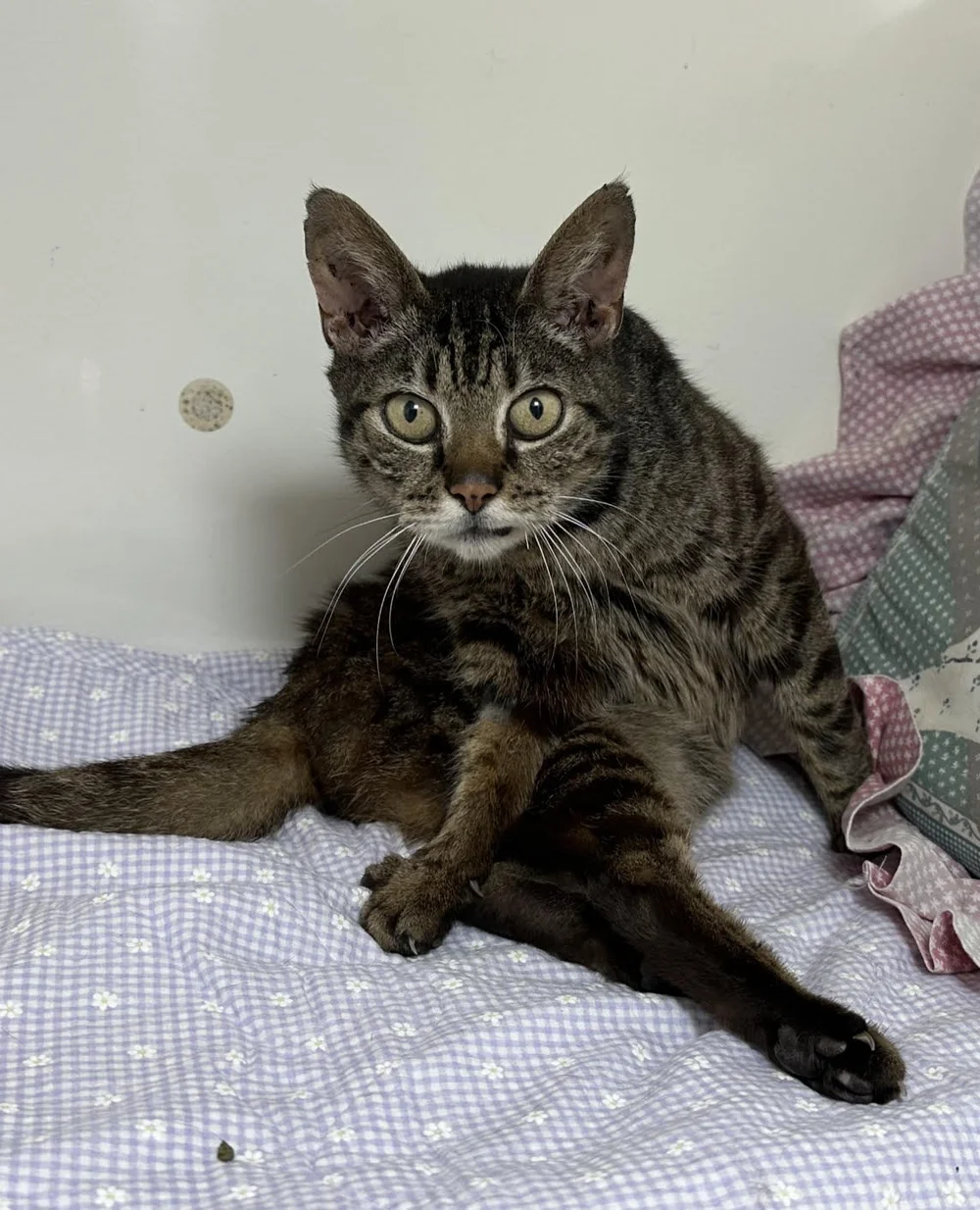 Meet our cats — Cats at the Mill