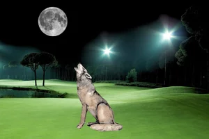 How To Play The Wolf Game In Golf - And Win