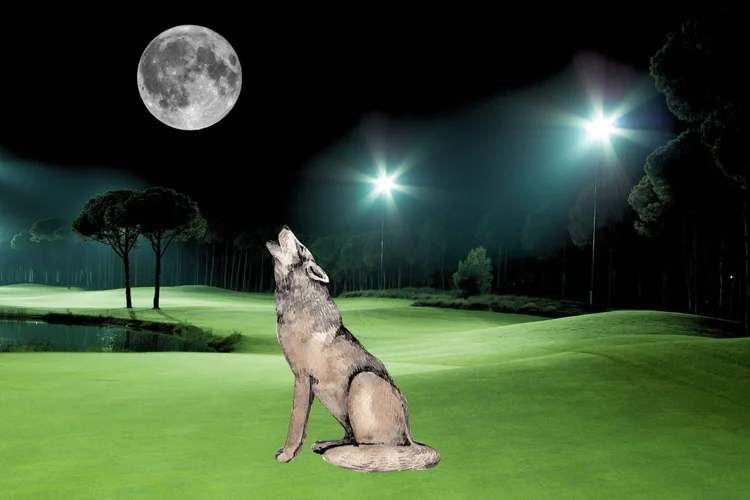 How To Play The Wolf Game In Golf - And Win