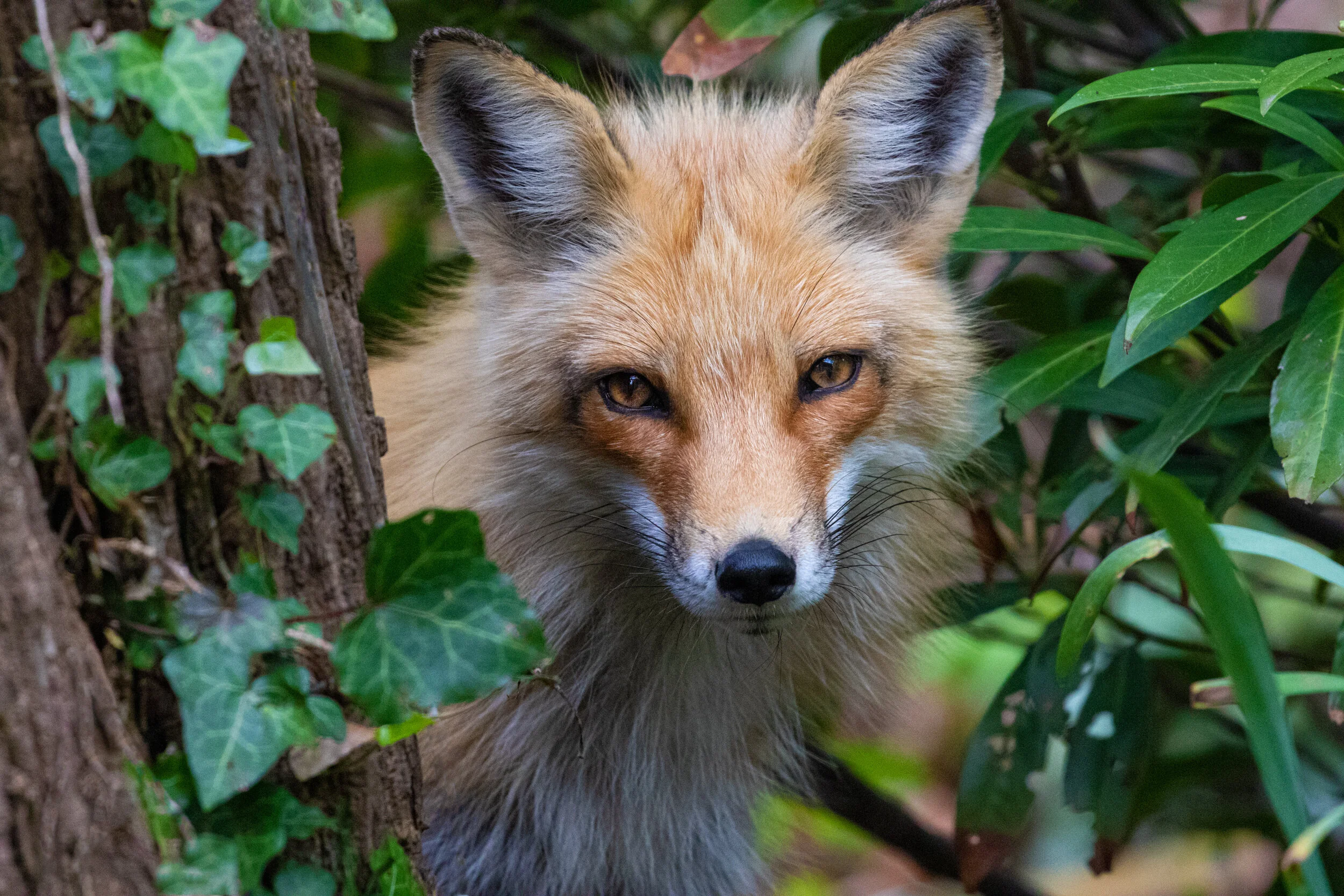 Red Foxes — Elizabeth G Brooke Photography