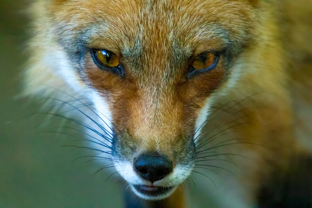 Red Foxes — Elizabeth G Brooke Photography