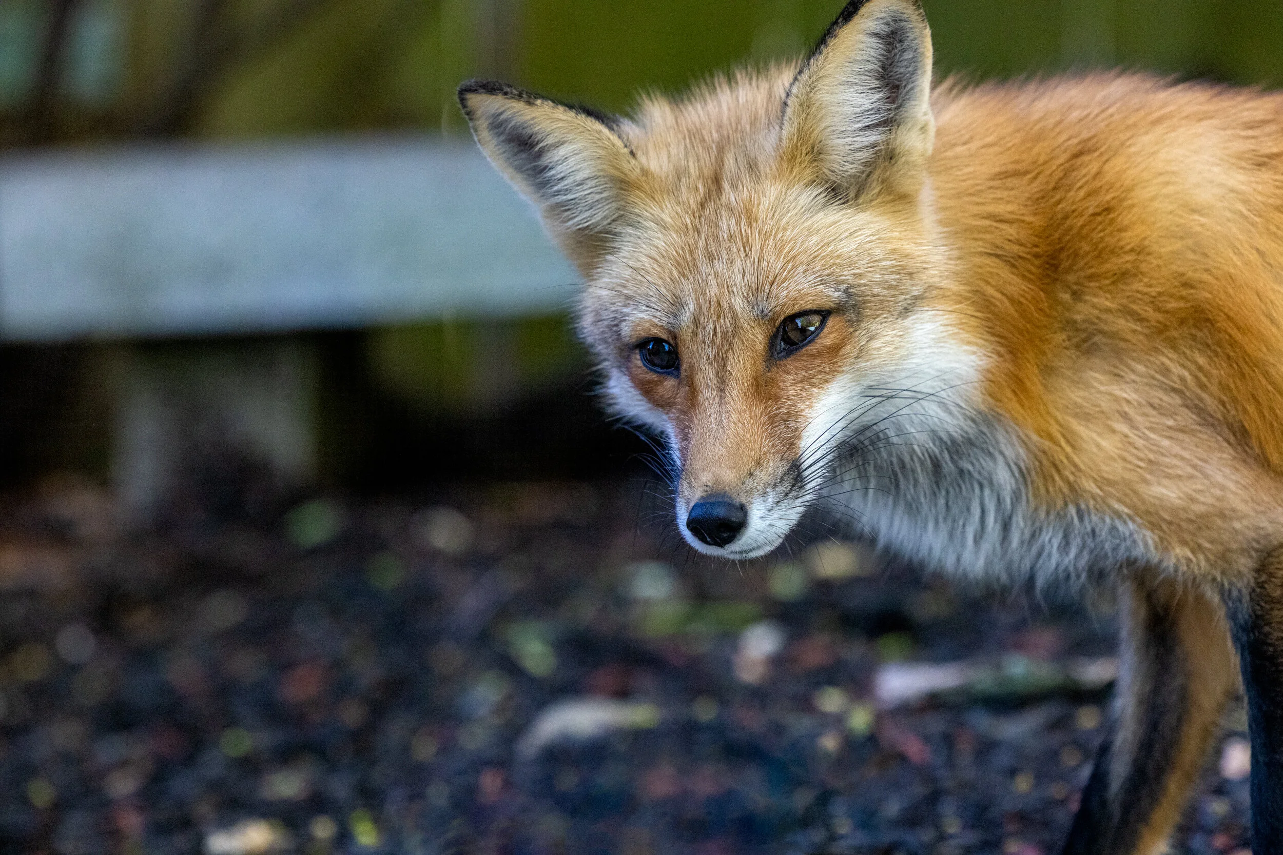 Red Foxes — Elizabeth G Brooke Photography