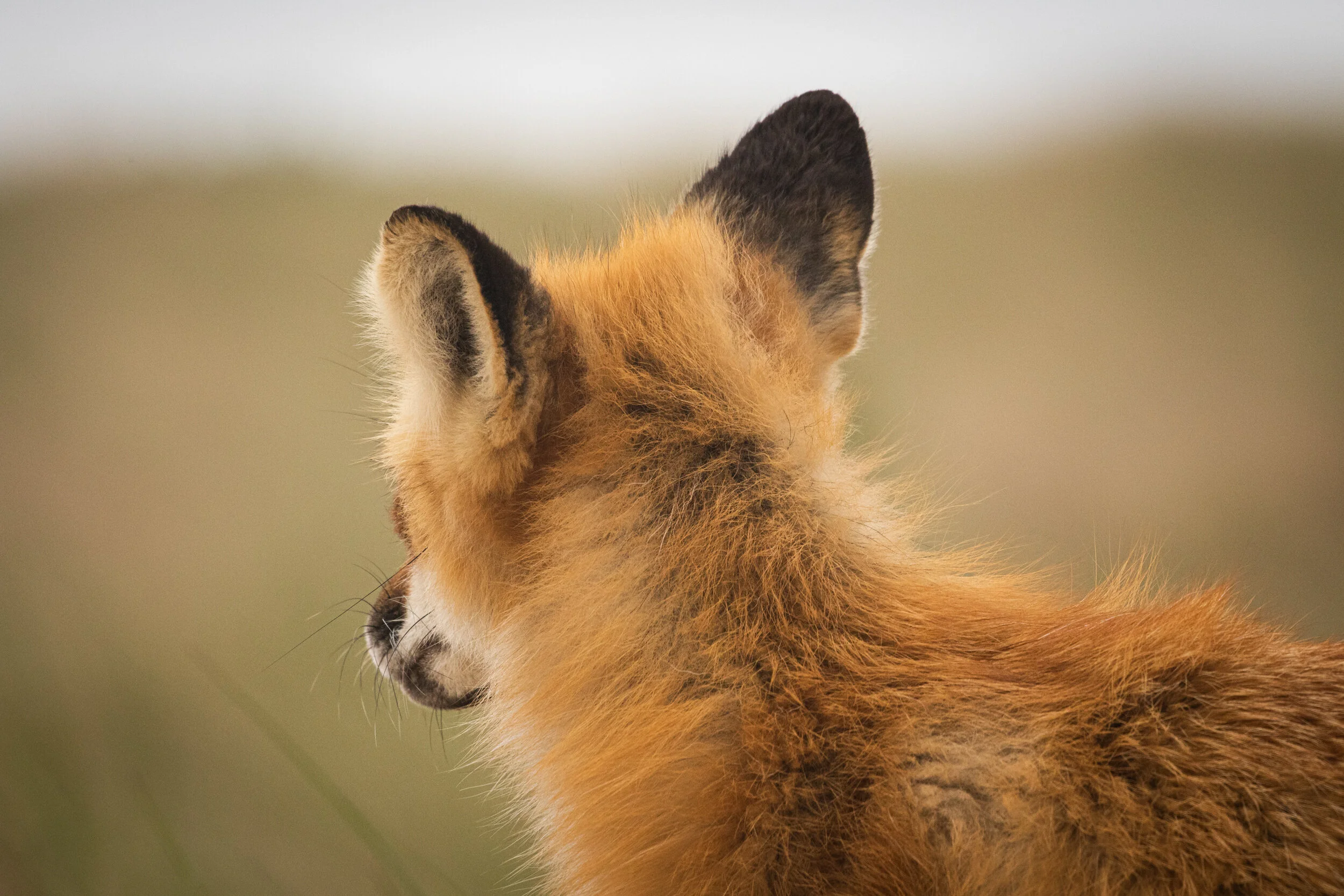 Red Foxes — Elizabeth G Brooke Photography