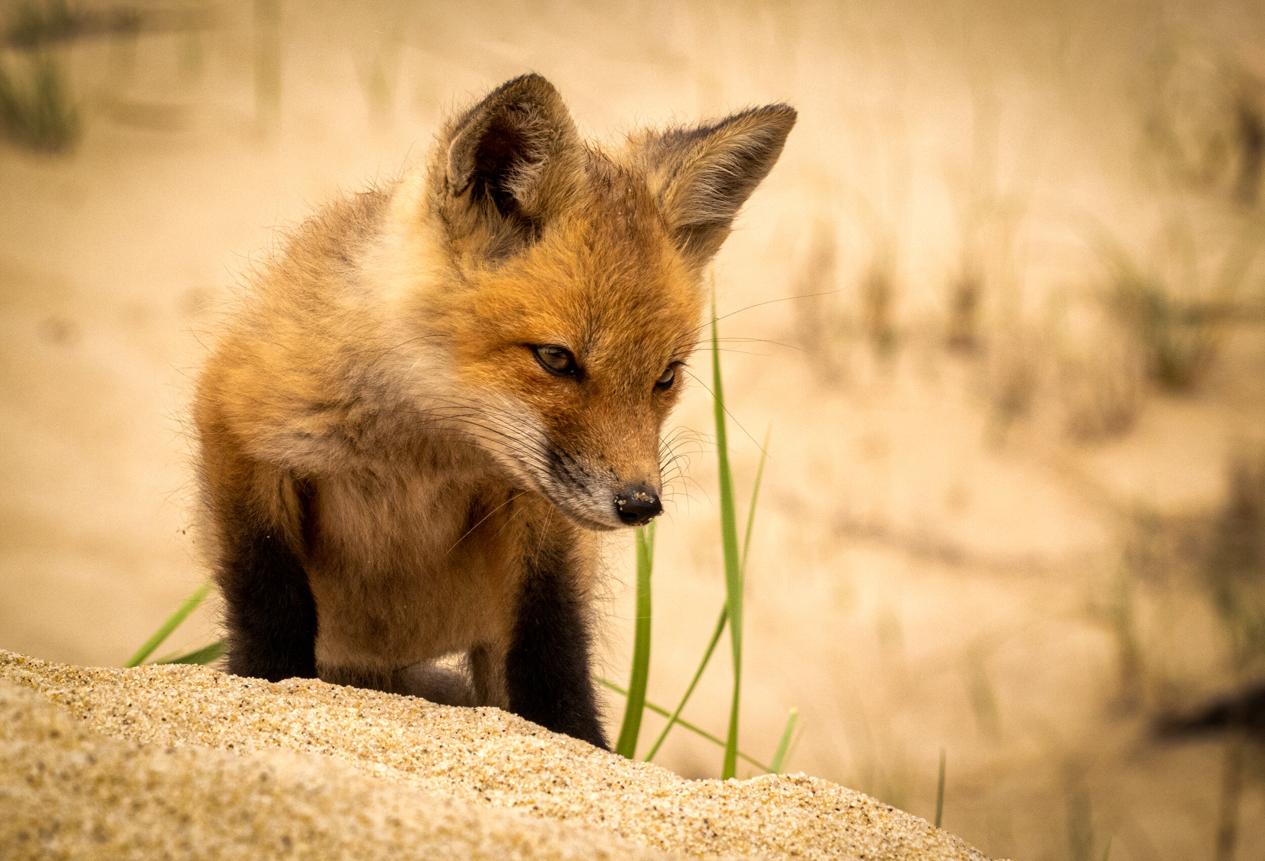 Red Foxes — Elizabeth G Brooke Photography