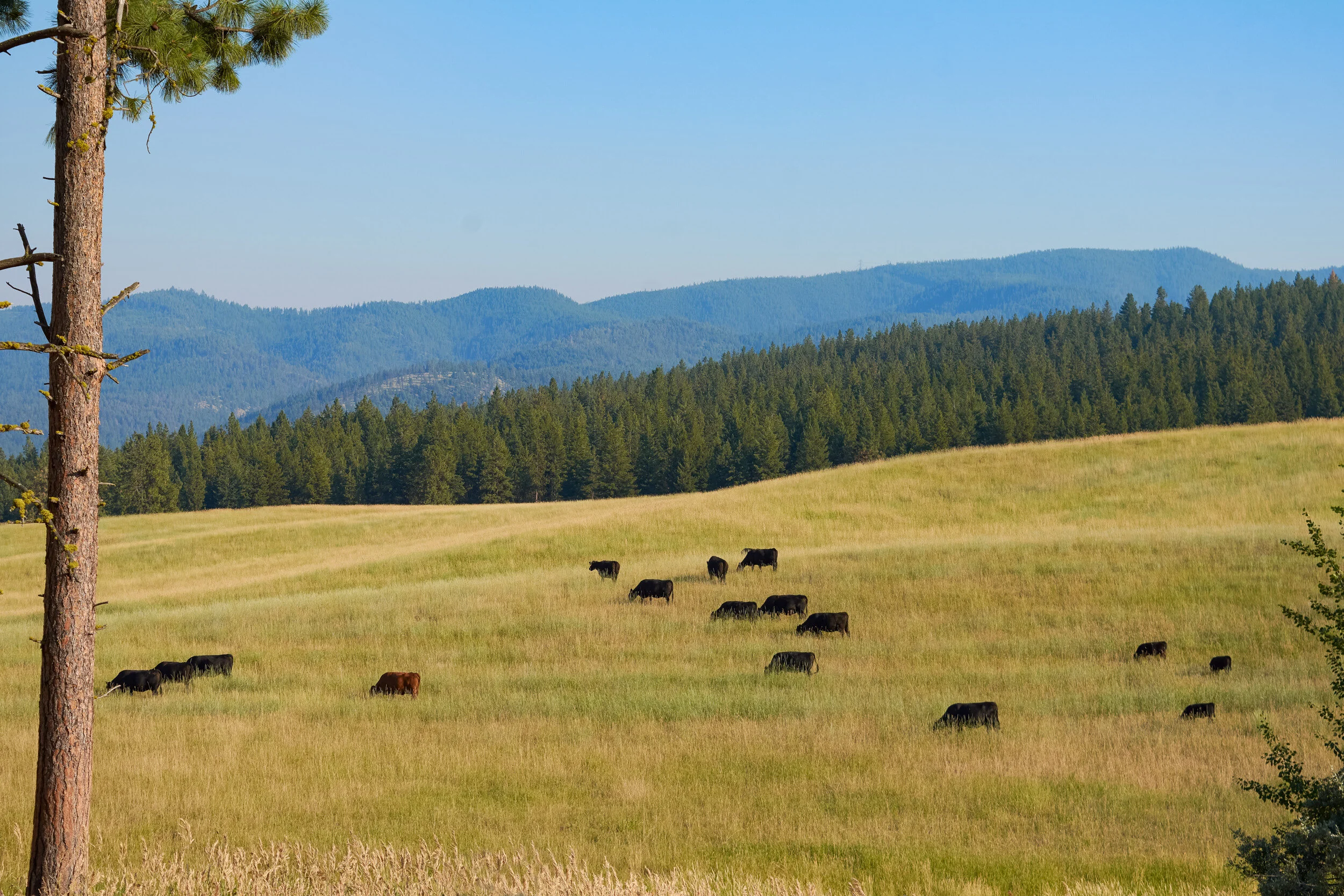 JK Ranches Beef | Grass-raised grain-finished beef direct to you ...