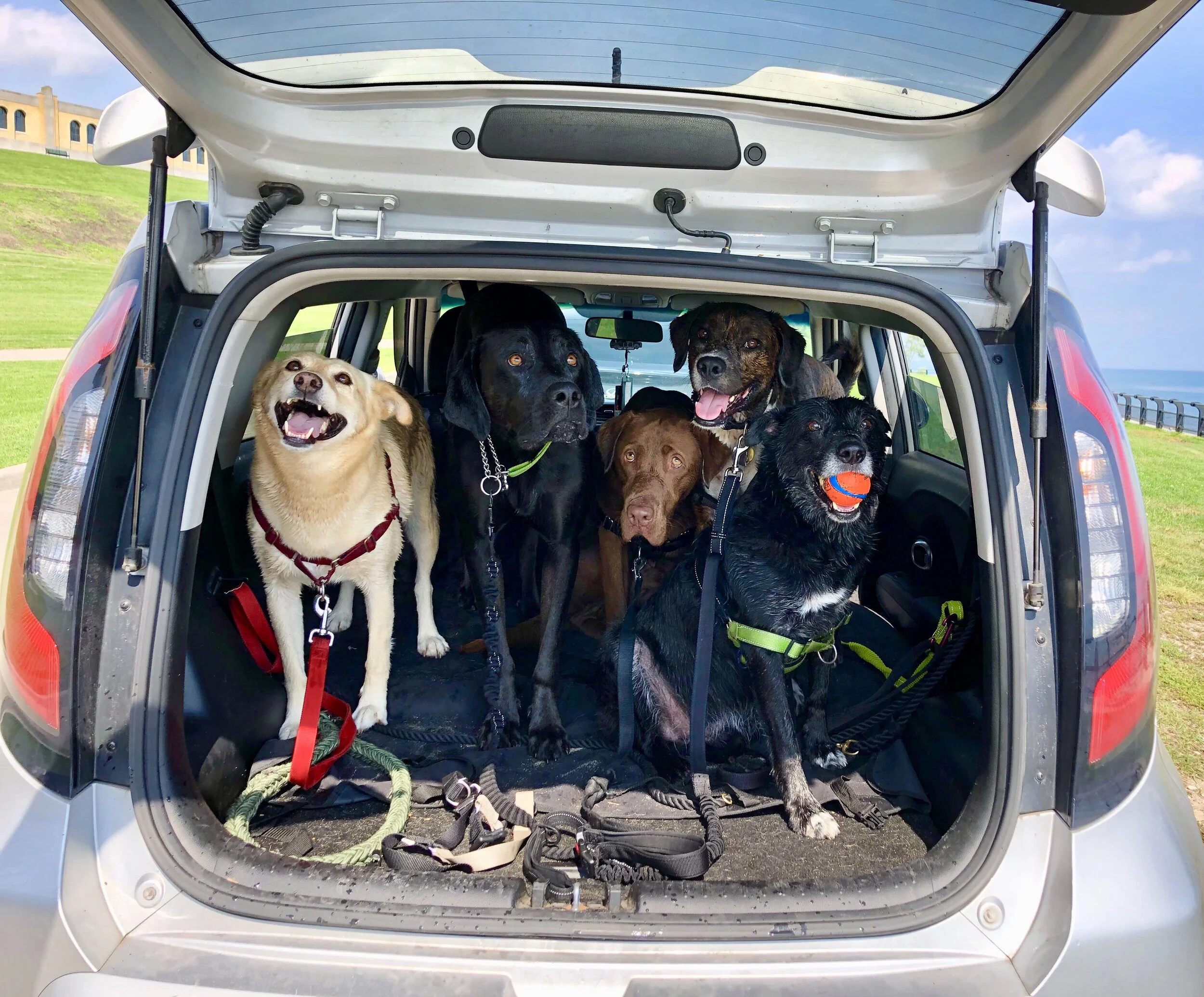 Toronto Beaches, Leslieville and East York Dog Walking | Mötley Zoo