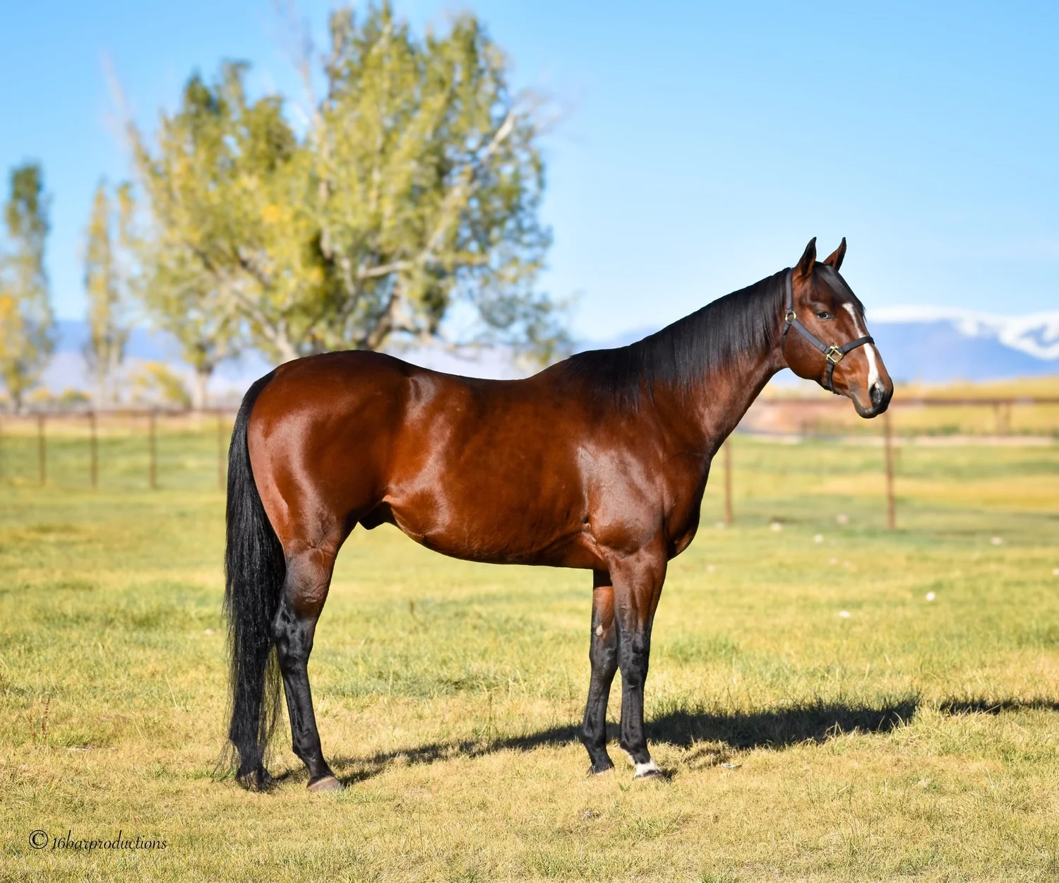 Jess Paint Me Horse Horse — High Uintah Performance Horses