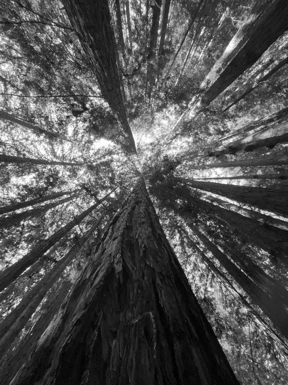 About 4 — California Ear Institute