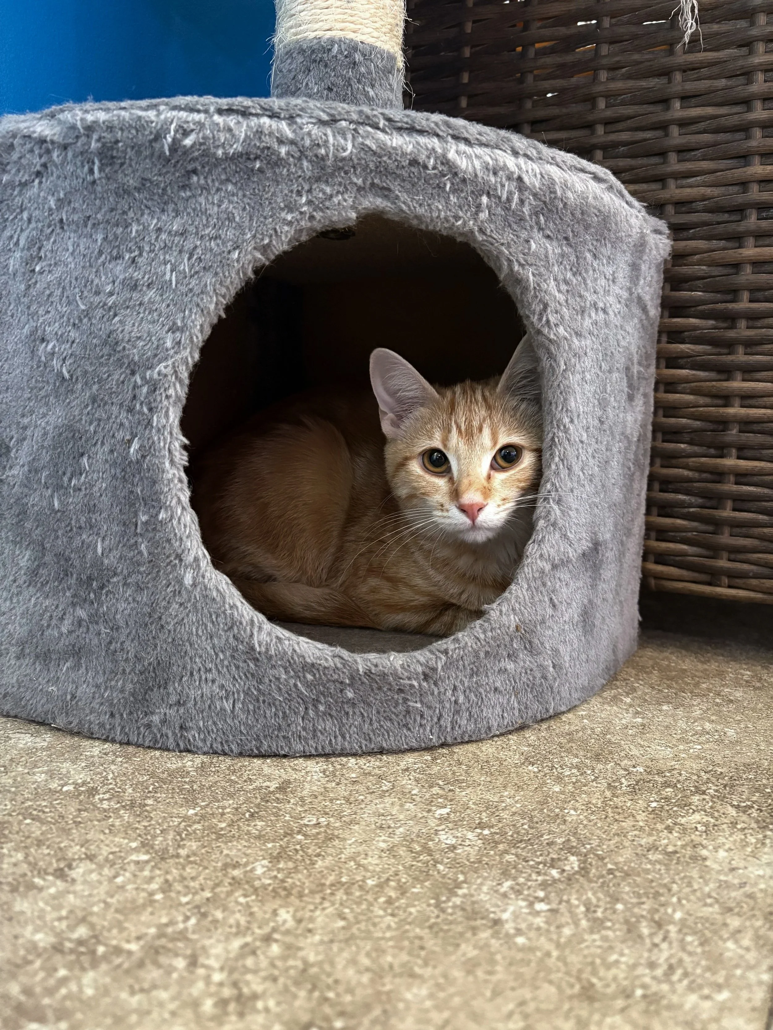 Adoptable Cats — INDY ADOPTS!