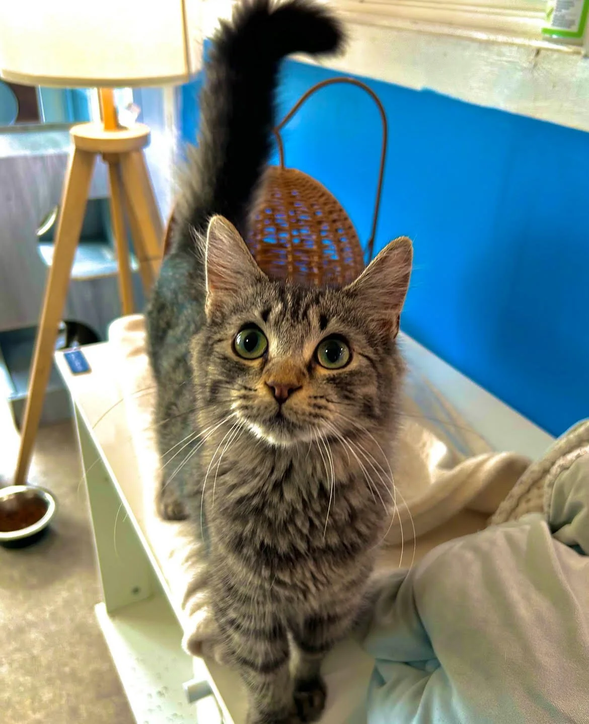 Adoptable Cats — INDY ADOPTS!