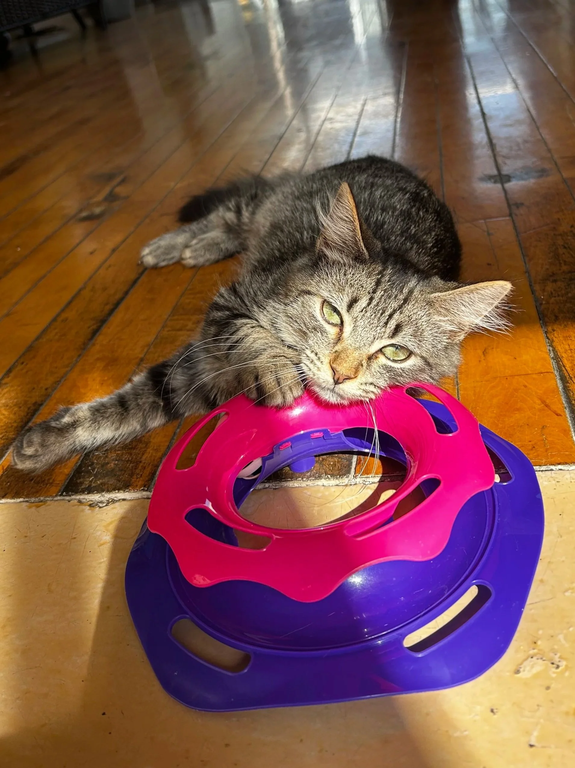 Adoptable Cats — INDY ADOPTS!