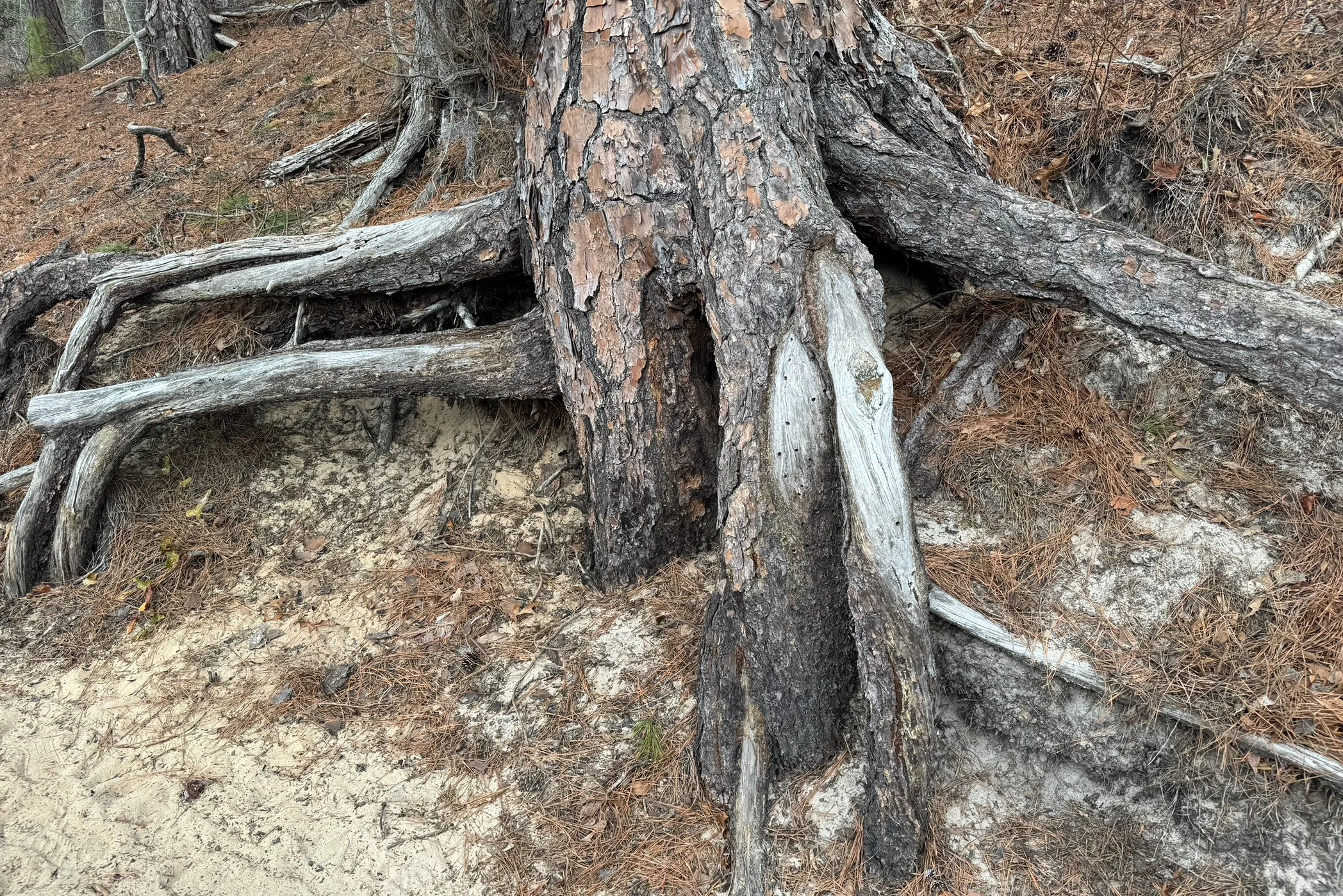 Getting Rooted: My First Experiences Inside Church — North Star Journeys