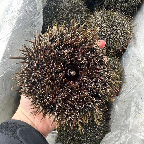 Kina — Shop Seafood — Saltwater Seafoods NZ