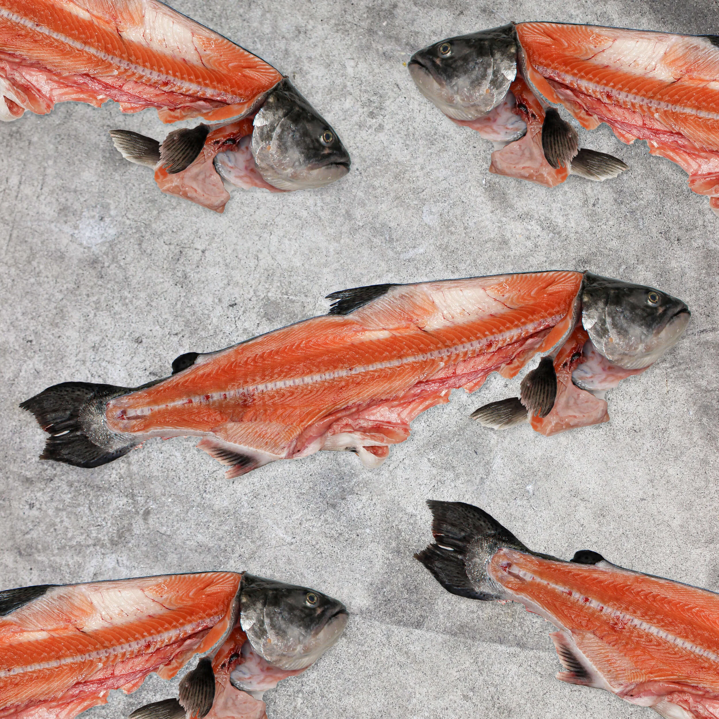 Fish Heads — Saltwater Seafoods NZ