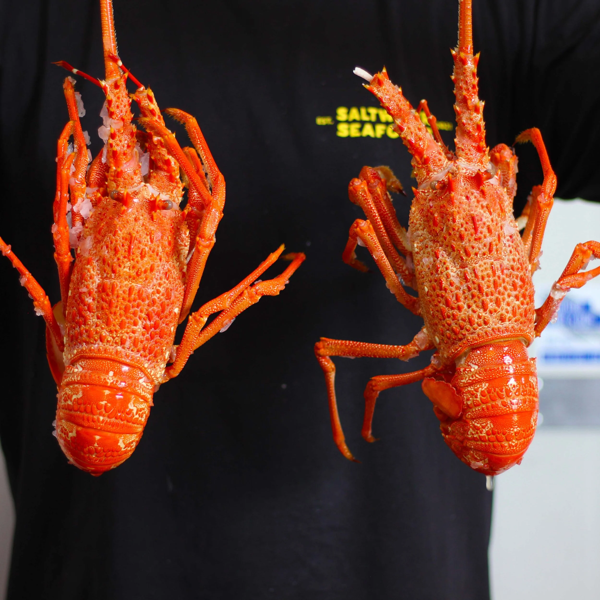Crayfish (Whole Fresh) — Saltwater Seafoods NZ