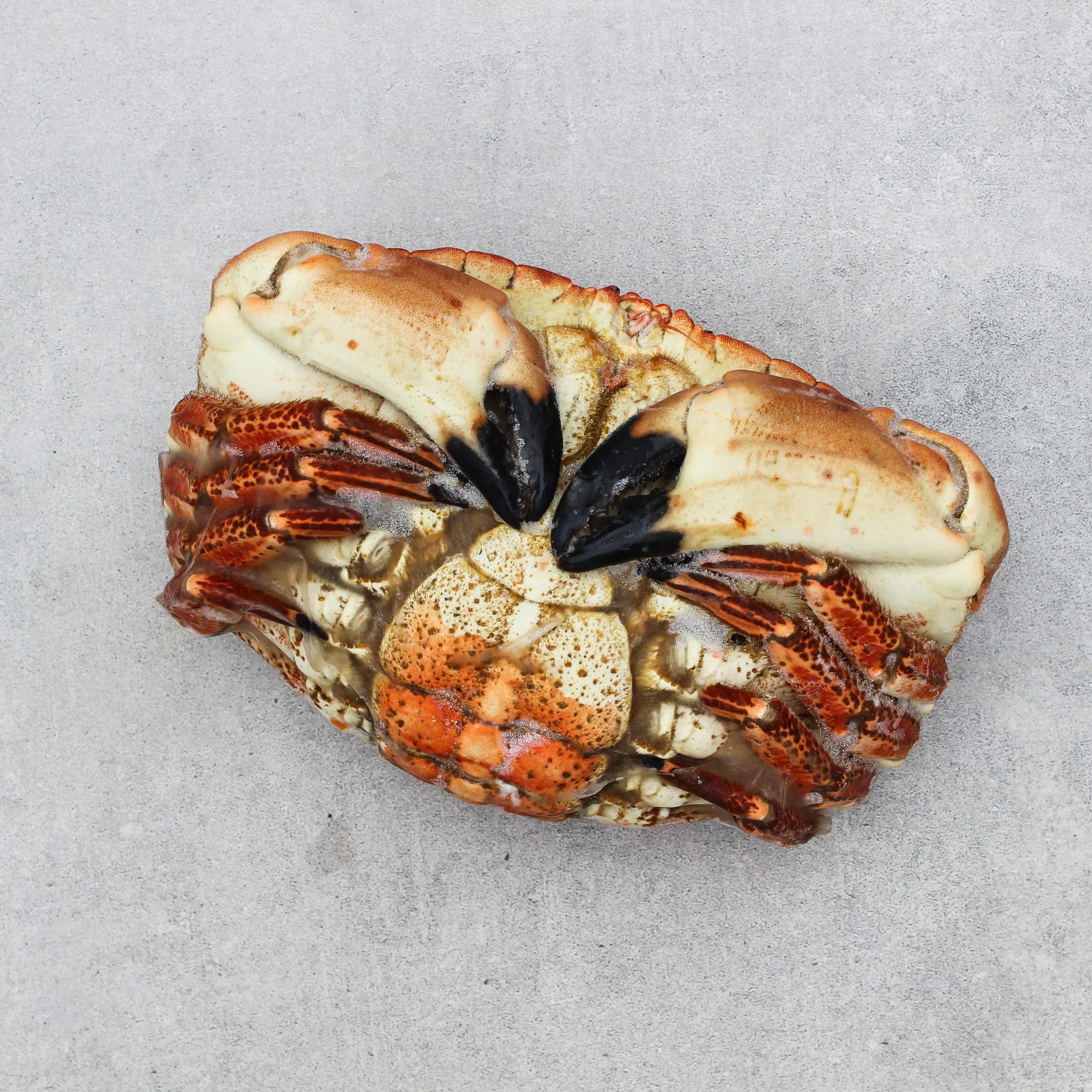 Half Cut Crab 1KG — Saltwater Seafoods NZ