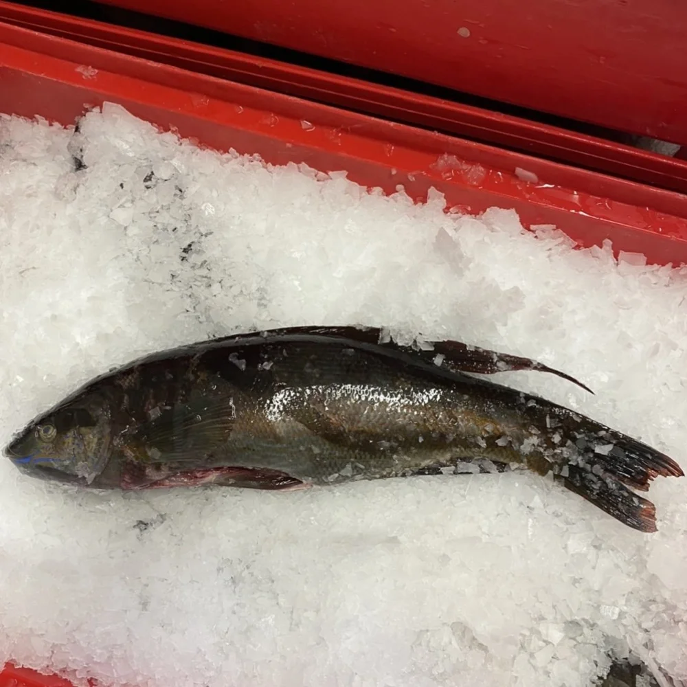 Fish Heads — Saltwater Seafoods NZ