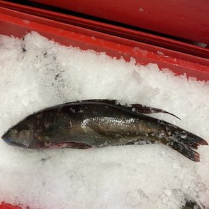 Fresh Blue Cod Fillets — Saltwater Seafoods NZ