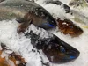 Fresh Blue Cod Fillets — Saltwater Seafoods NZ