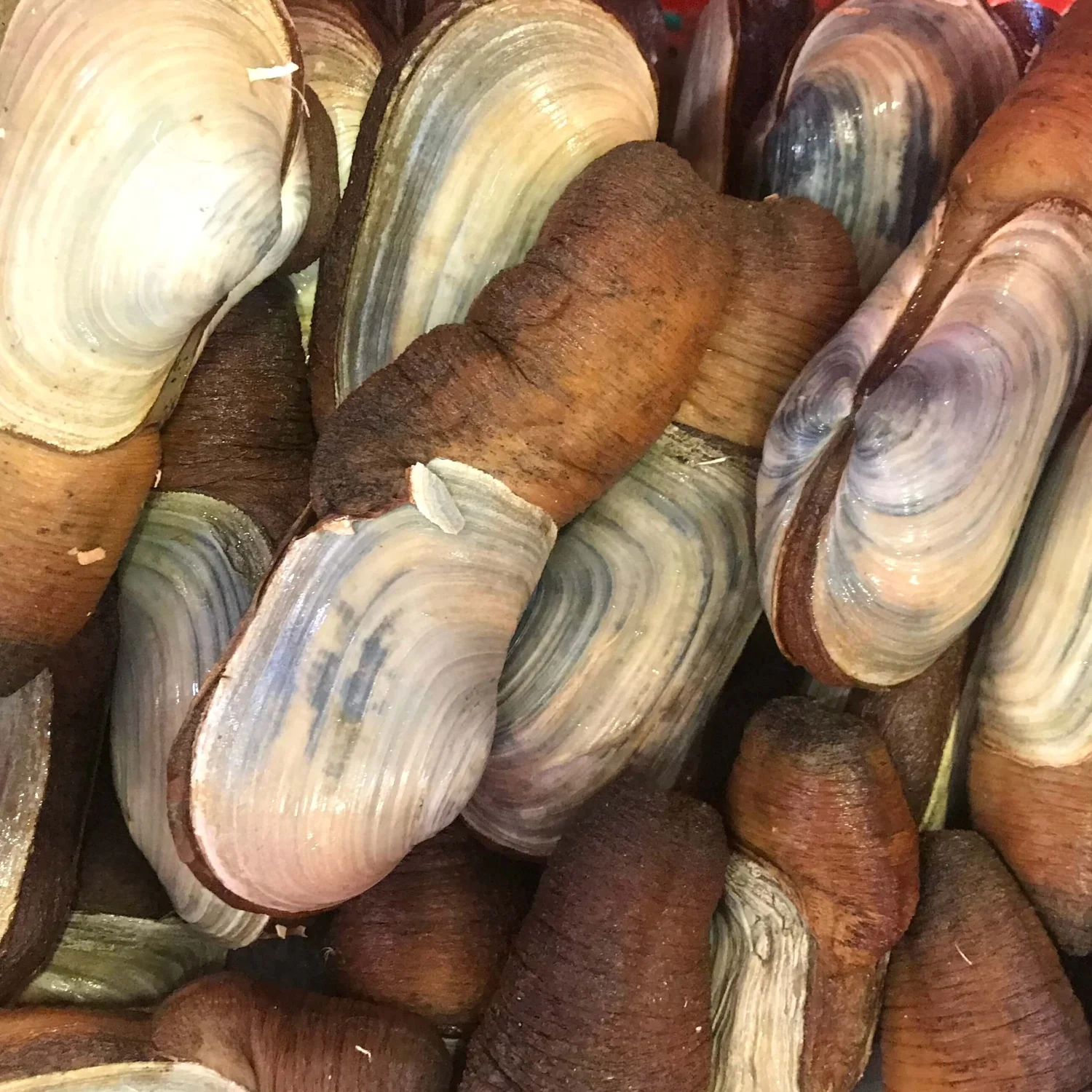 Diamond Clams — Saltwater Seafoods NZ