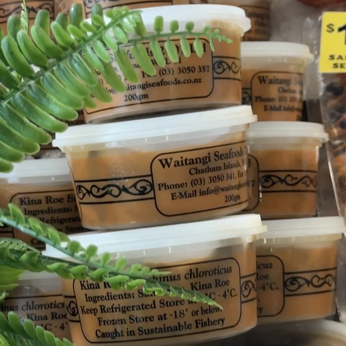 Fresh Cando Kina — Saltwater Seafoods NZ