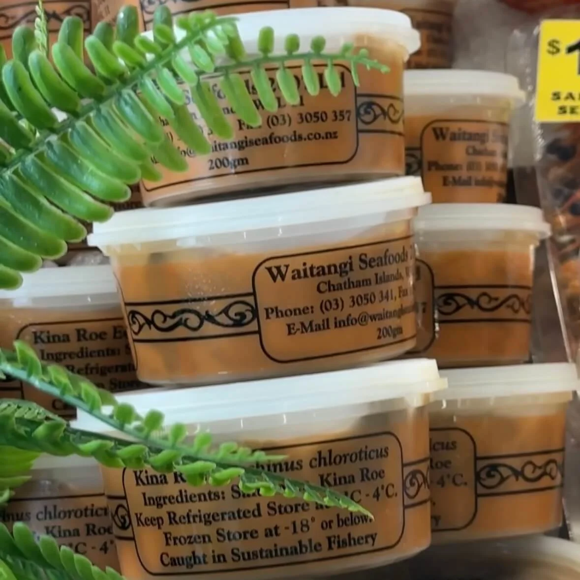 Kina — Shop Seafood — Saltwater Seafoods NZ