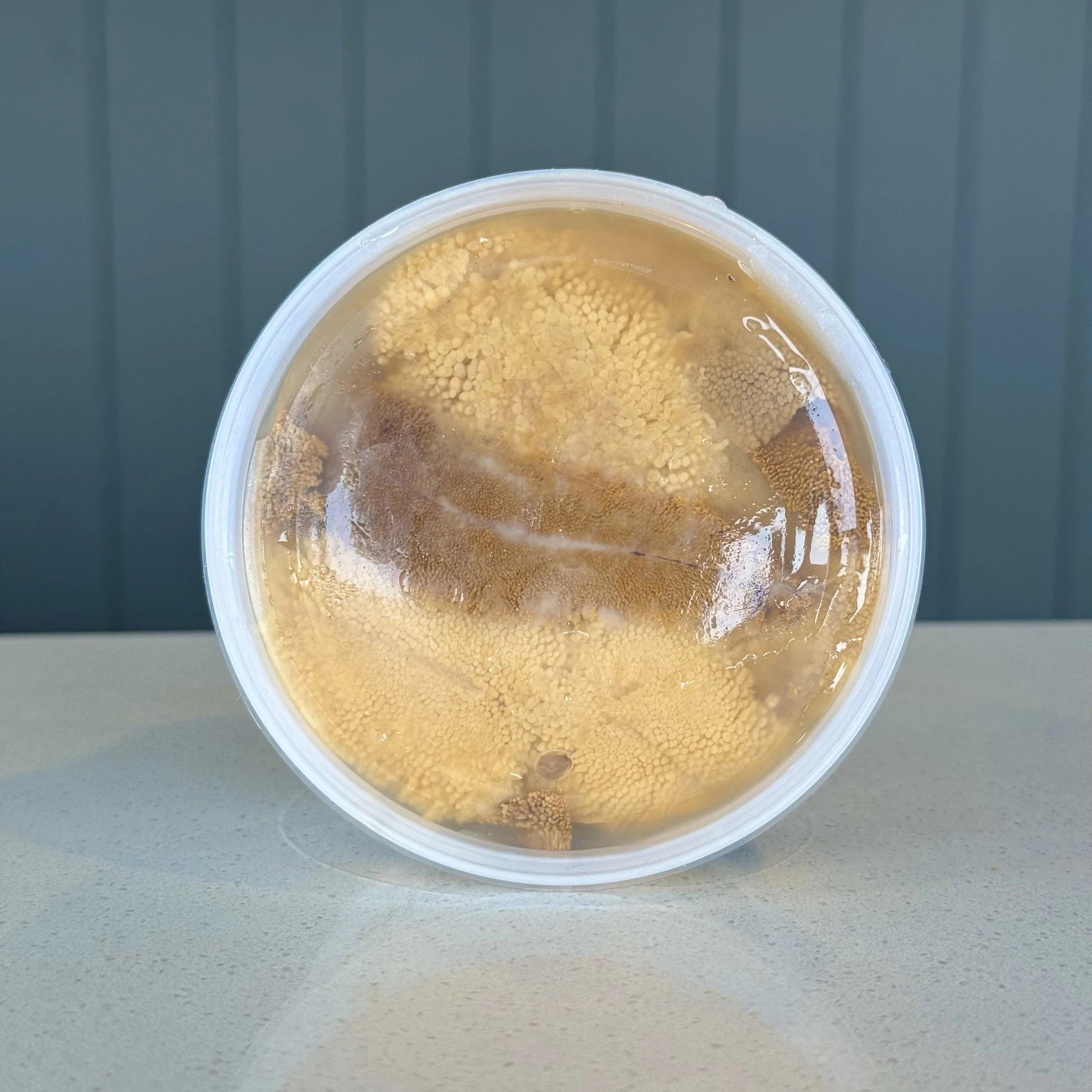 Kina — Shop Seafood — Saltwater Seafoods NZ