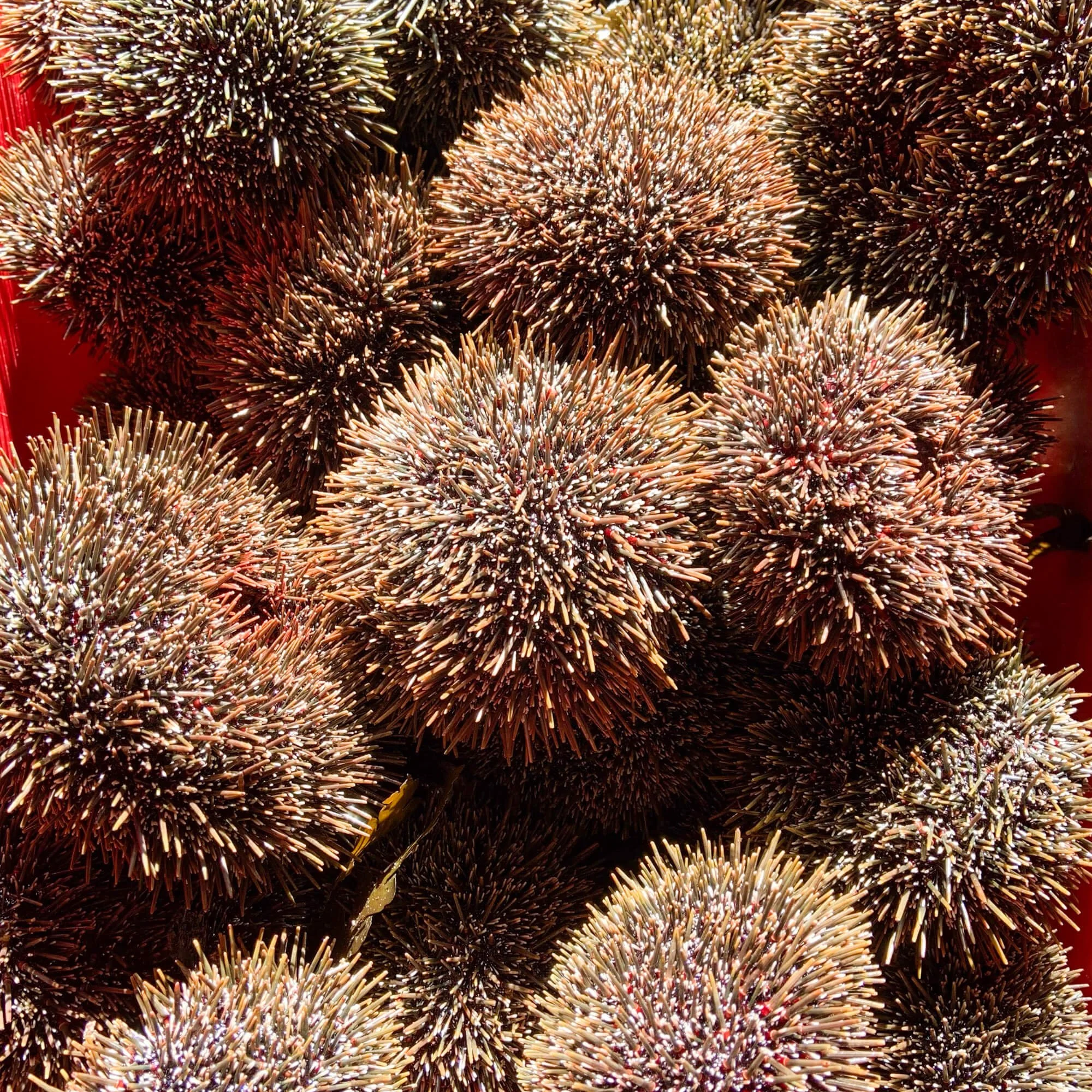 Kina — Shop Seafood — Saltwater Seafoods NZ