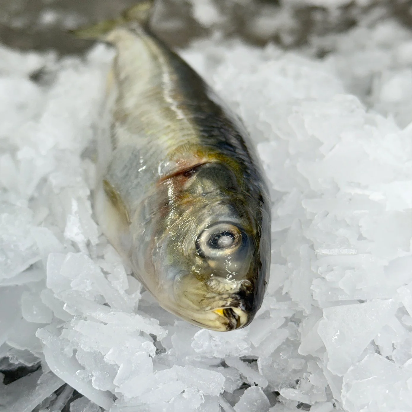 Shop Seafood — Saltwater Seafoods NZ