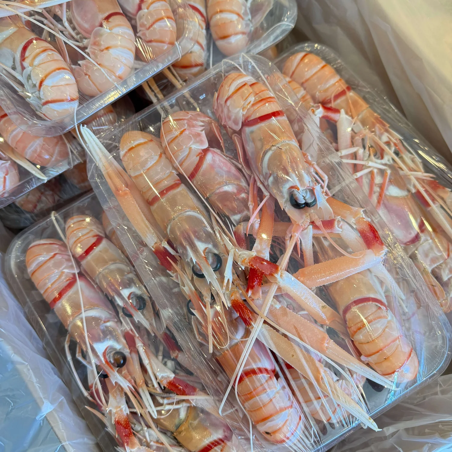 Western Australian Lobster (Cooked) — Saltwater Seafoods NZ