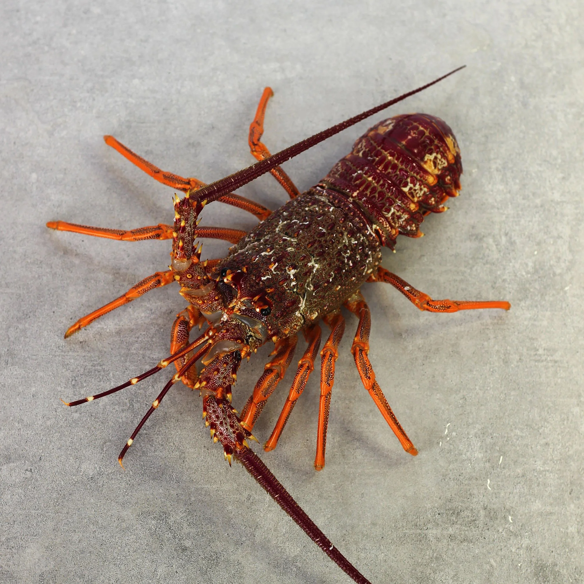 Crayfish (Whole Cooked) Each — Saltwater Seafoods NZ