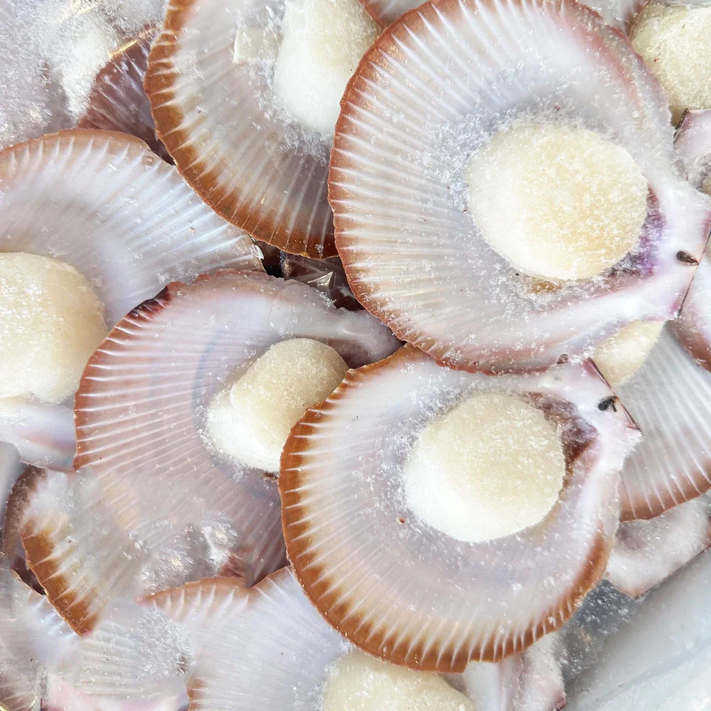 Tasmanian Scallops (Frozen) — Saltwater Seafoods NZ