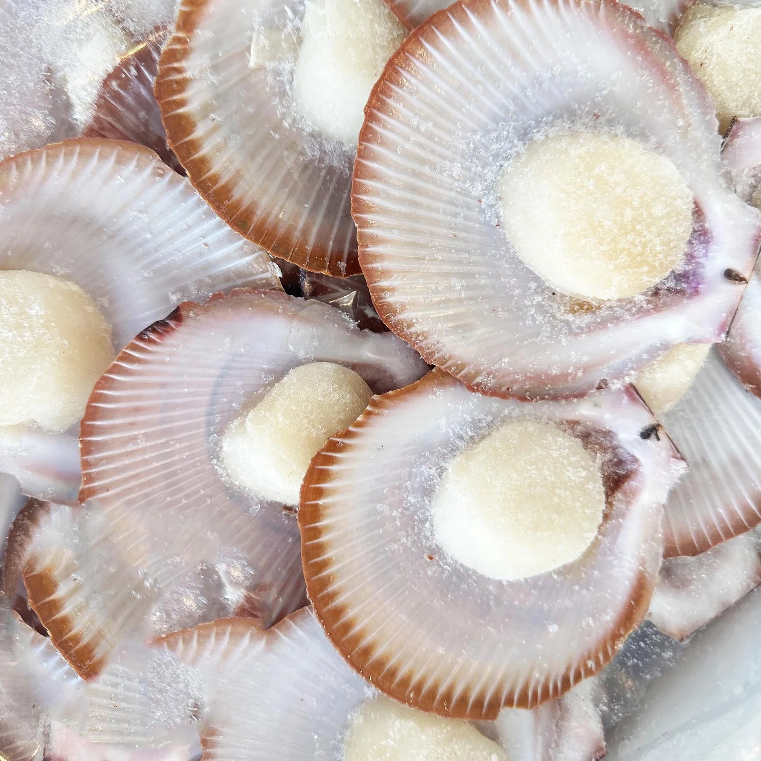 Half Shell Scallops (Each) — Saltwater Seafoods NZ