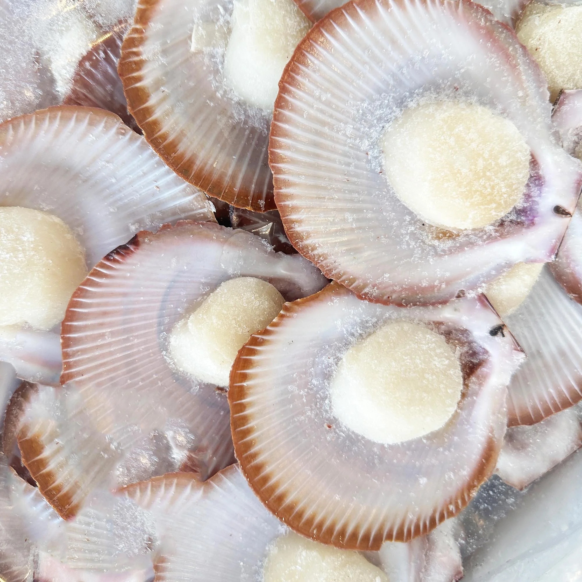 Scallops — Shop Seafood — Saltwater Seafoods NZ