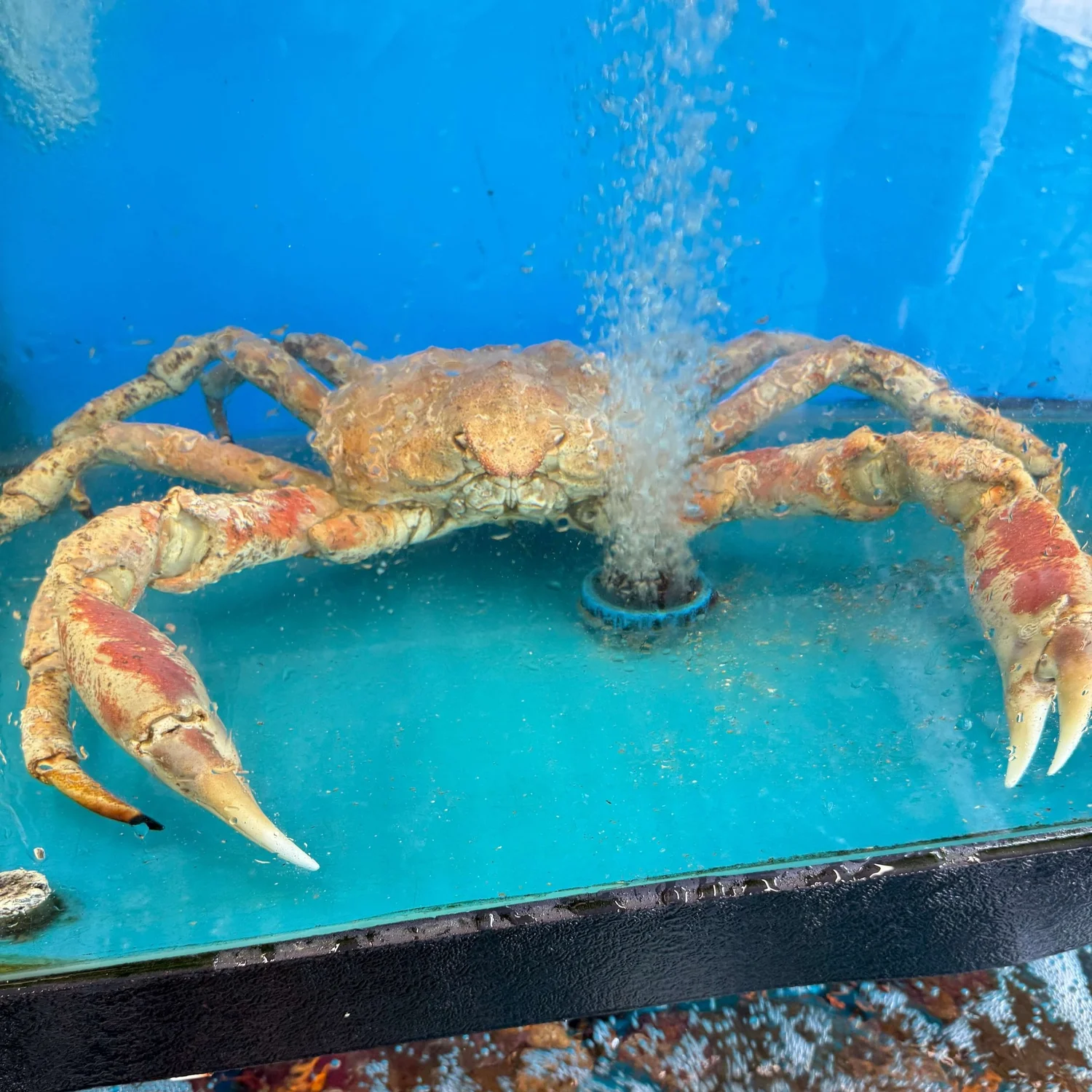 Shop Seafood — Saltwater Seafoods NZ