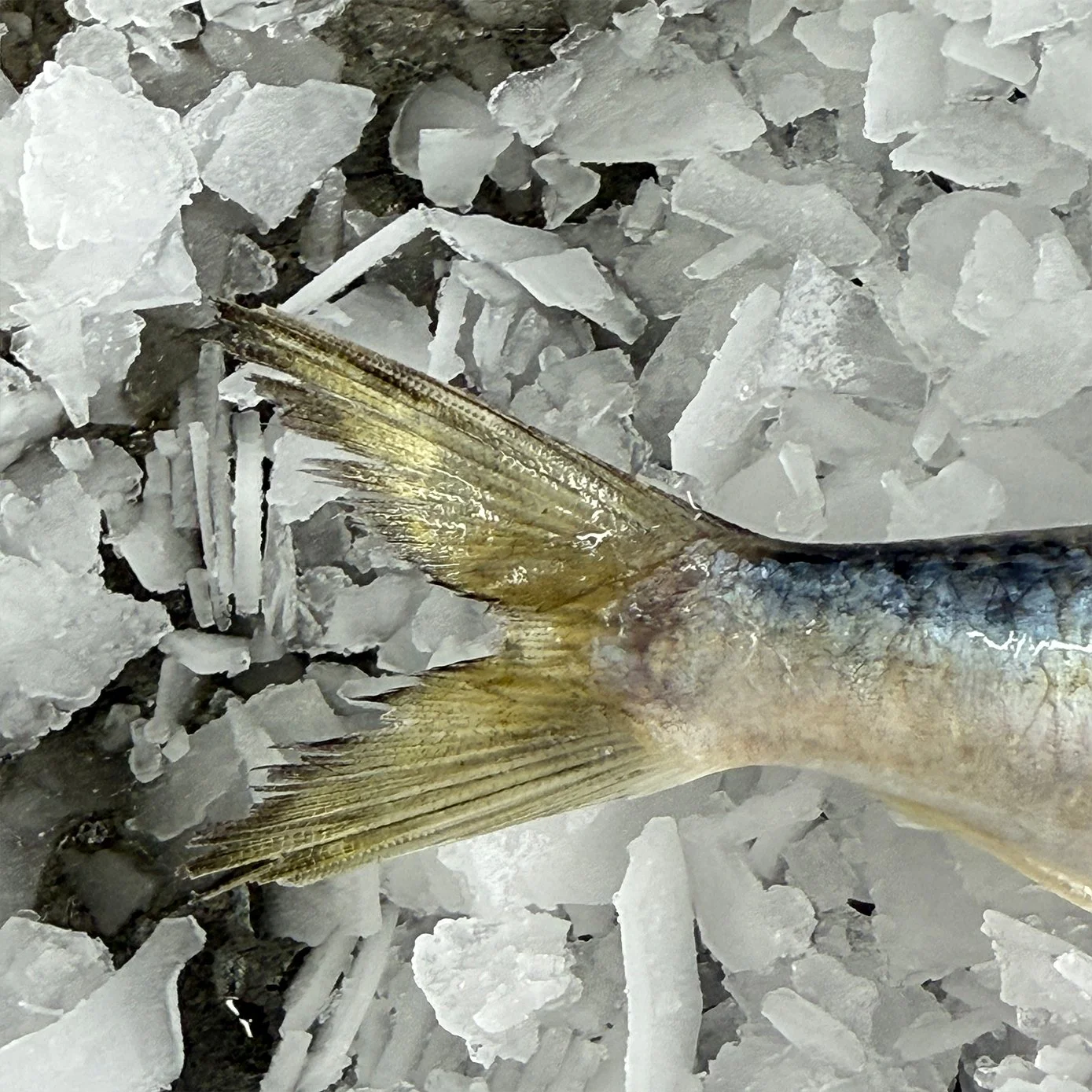 Shop Seafood — Saltwater Seafoods NZ