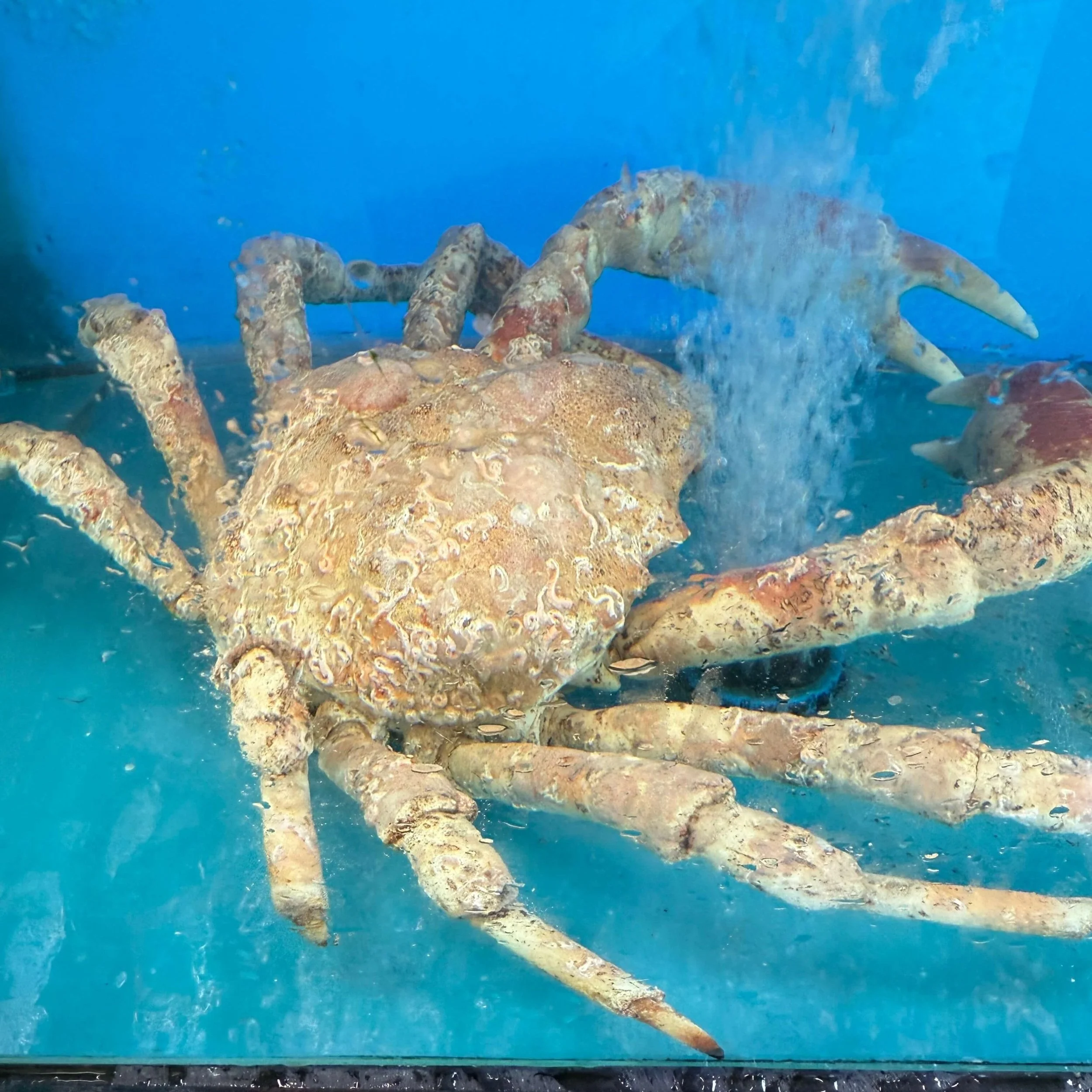 Cooked Blue Swimmer Crab Meat — Saltwater Seafoods NZ