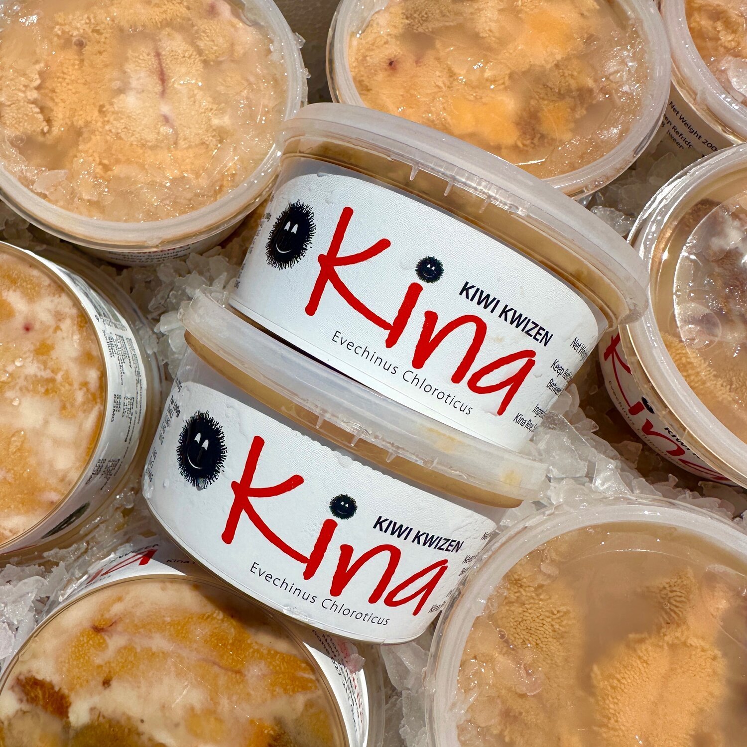 Kina — Shop Seafood — Saltwater Seafoods NZ