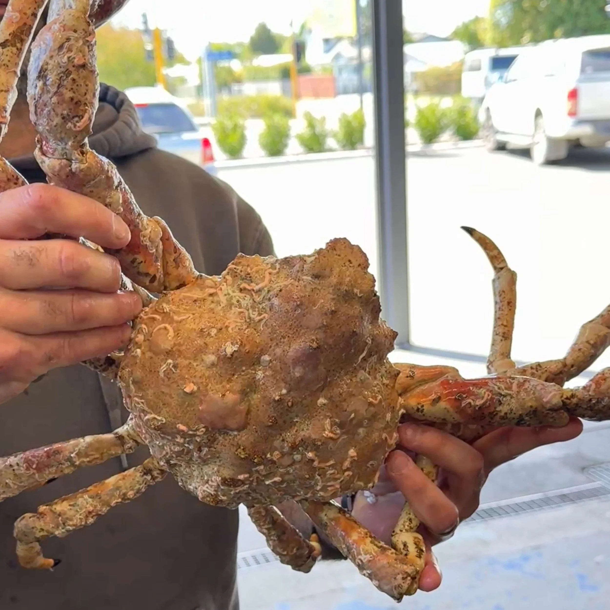 Blue Swimmer Crabs — Saltwater Seafoods NZ