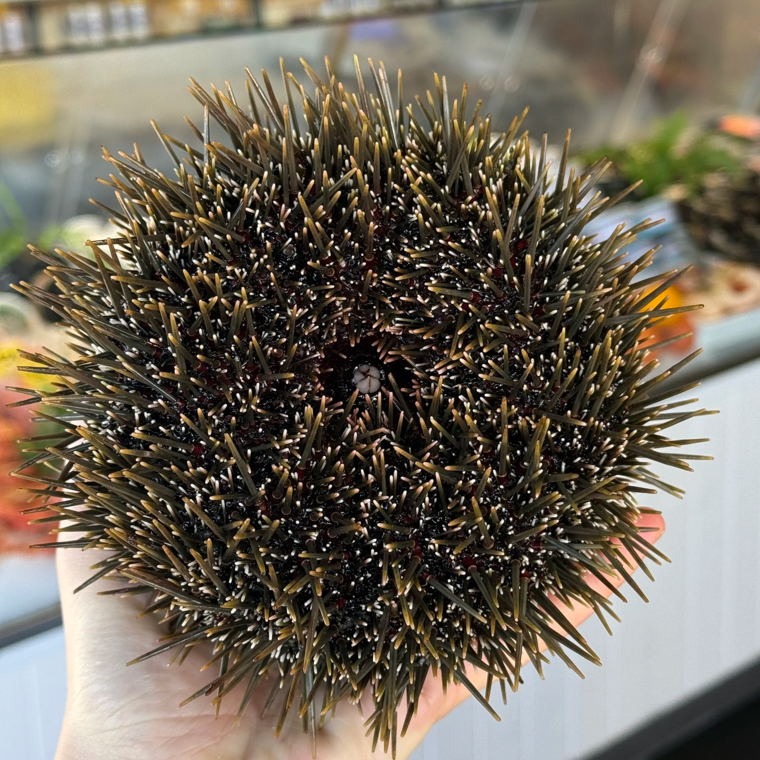 Sashimi — Shop Seafood — Saltwater Seafoods NZ