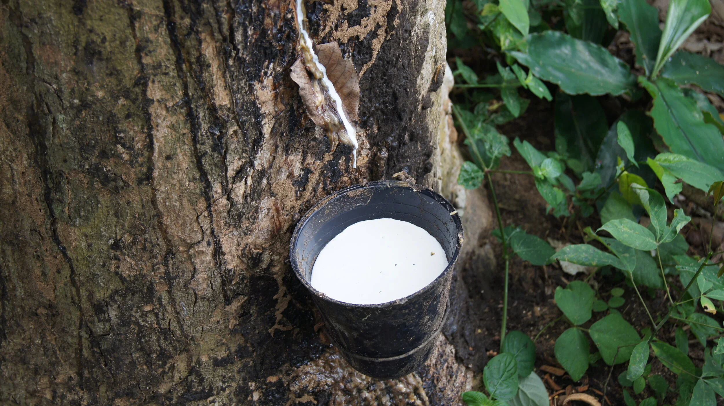 Origins — Tropicore