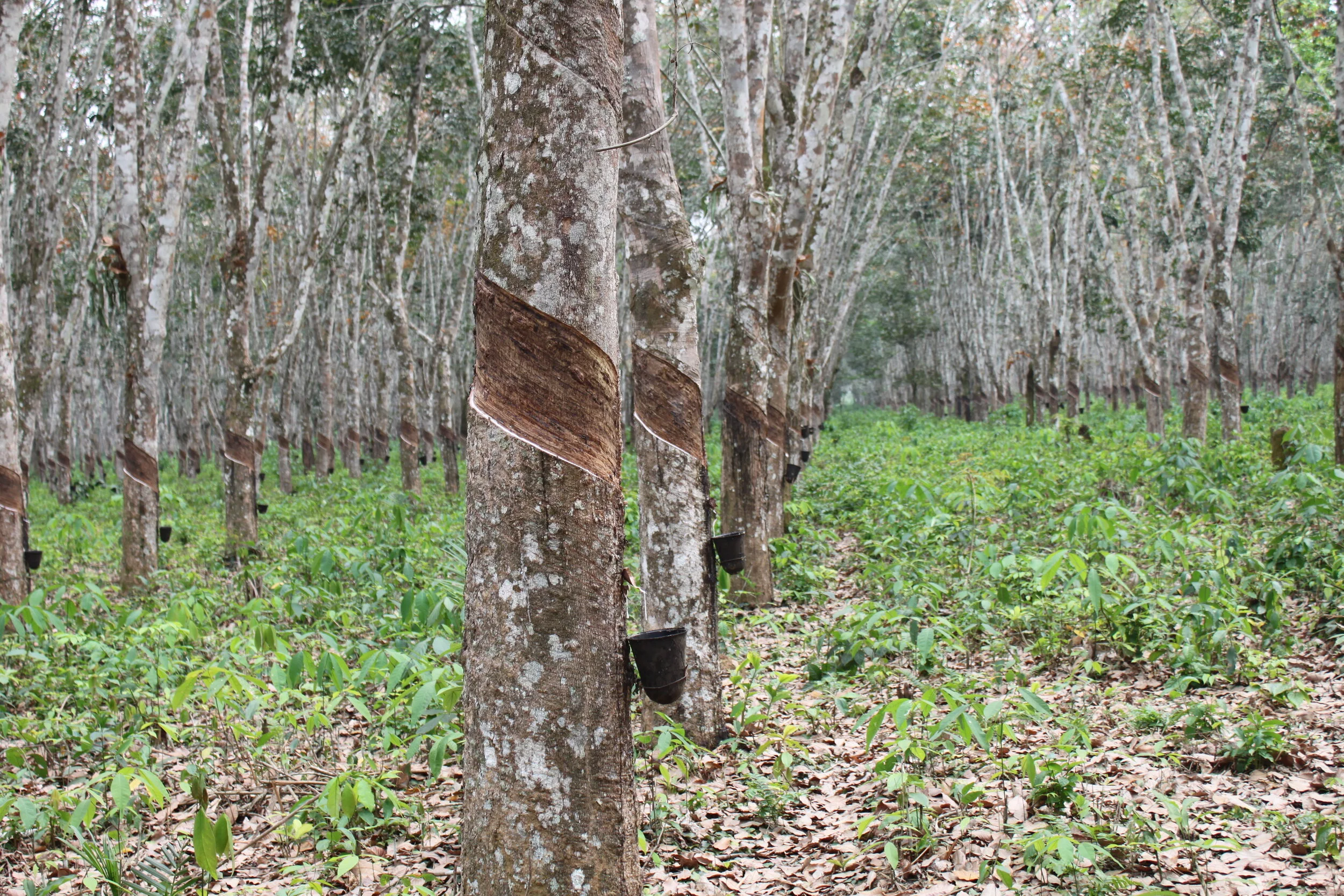 Origins — Tropicore