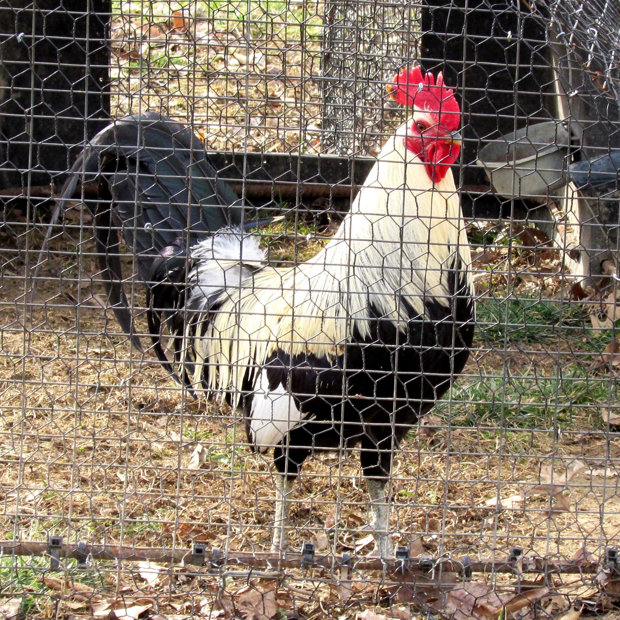 Law Grey Gamefowl Hen