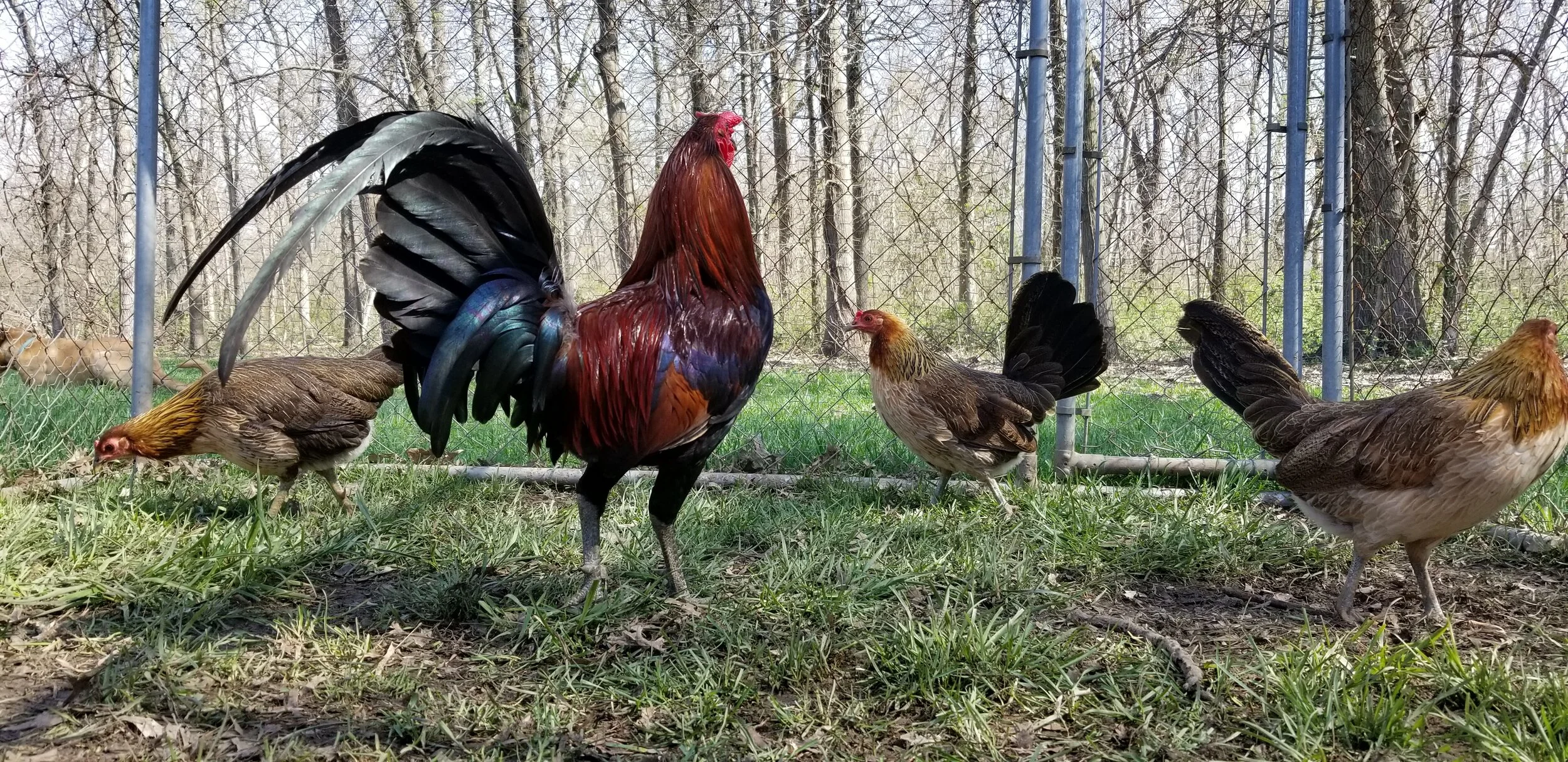 Rat Graves Leiper | Pinnon Hatch Farms