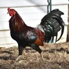 Rat Graves Leiper | Pinnon Hatch Farms