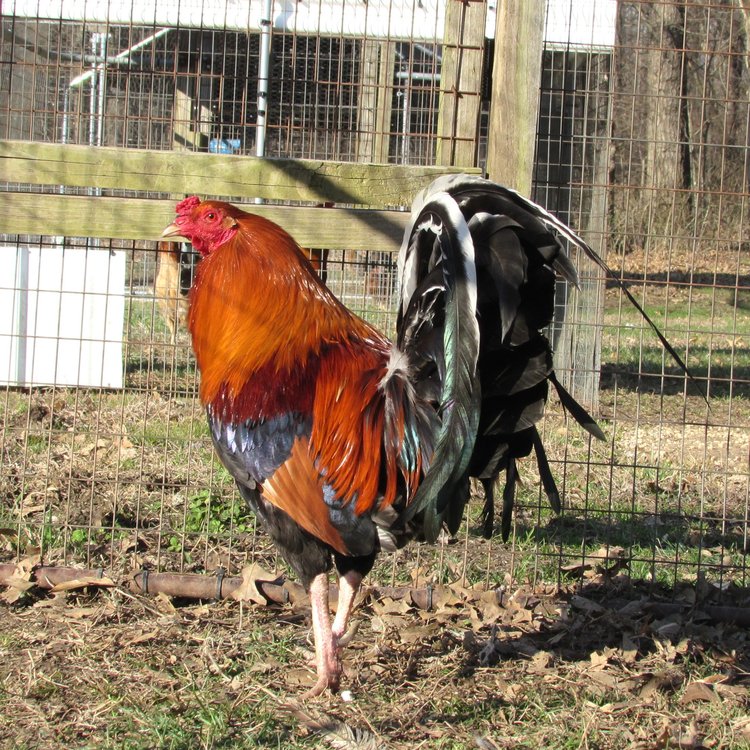 Lacy Roundhead | Pinnon Hatch Farms