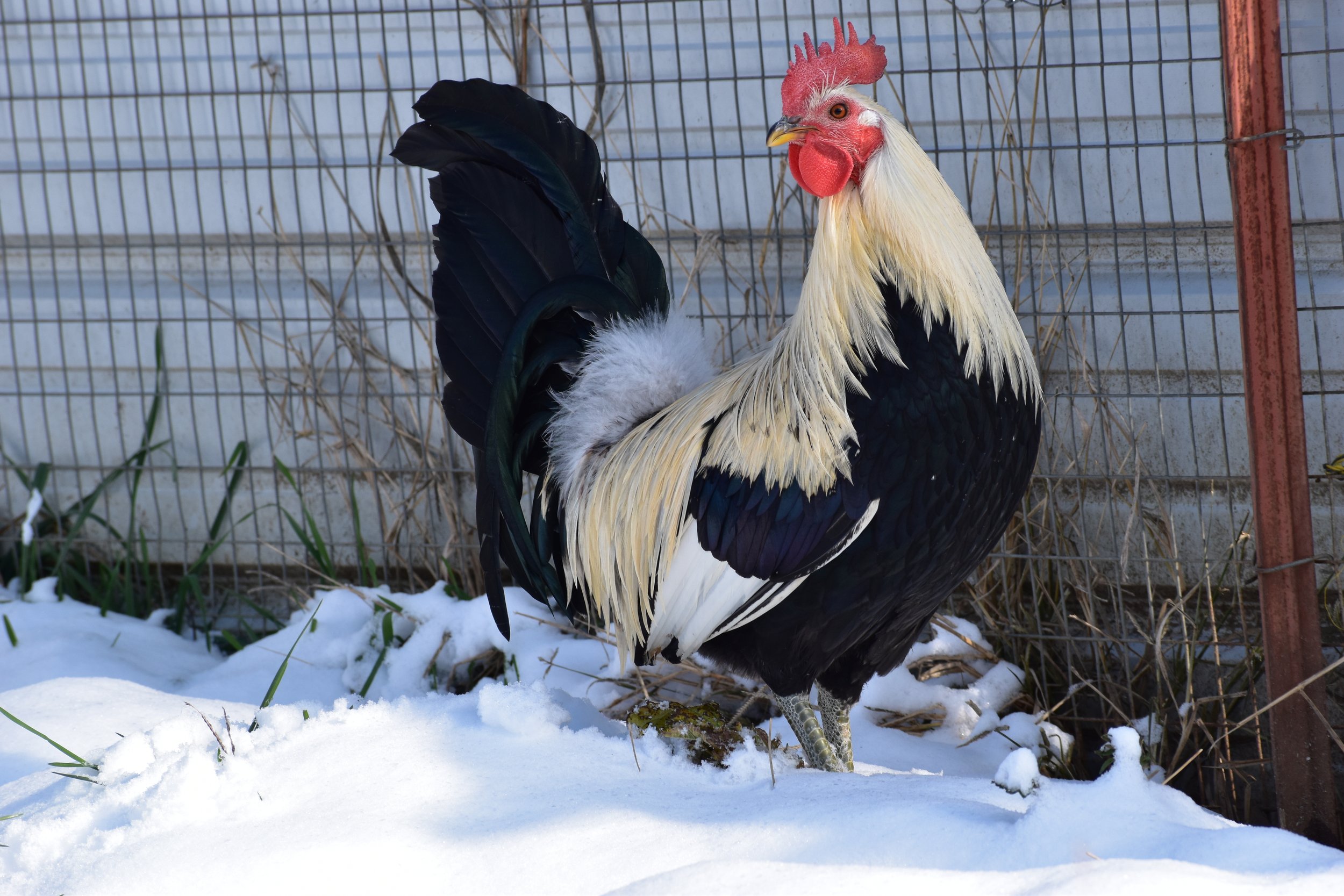 Regular Grey | Pinnon Hatch Farms