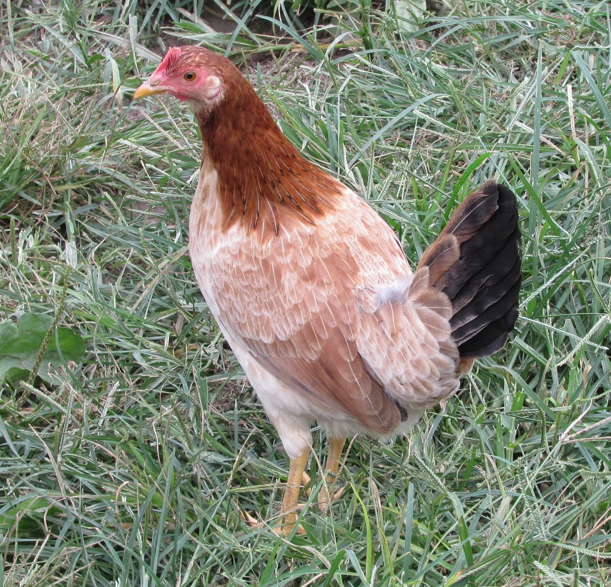 Birds for Sale — Your One Stop Poultry Supply Shop! | Pinnon Hatch Farms