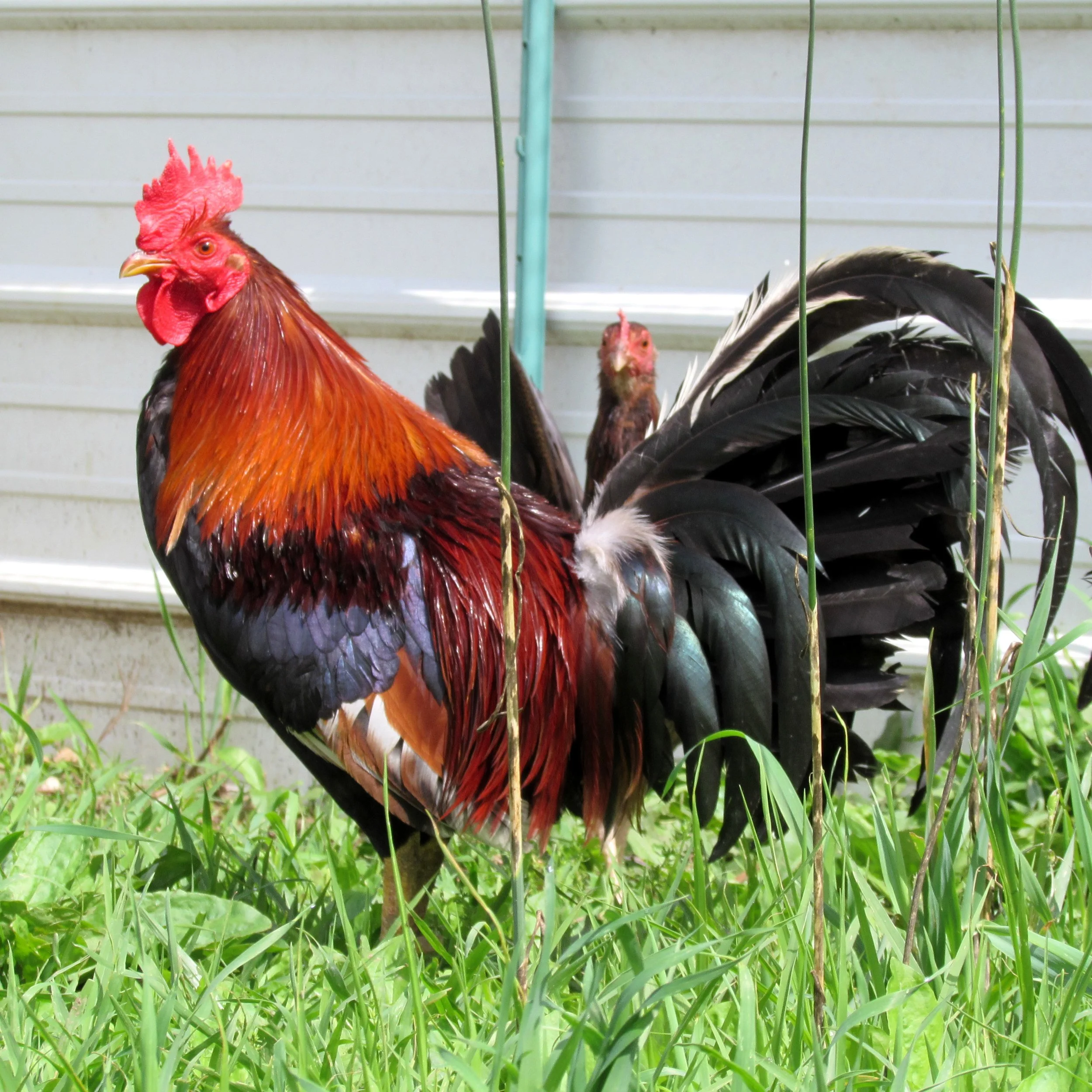 Madigin Claret | Pinnon Hatch Farms