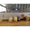 0703 - Brooder, Poultry +2 Expanded Grow Pens | Your One Stop Poultry ...